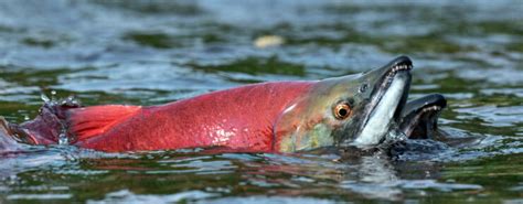 Sockeye Salmon