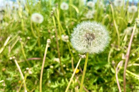 Dandelion Greens Recipes Techniques And More 51 Off