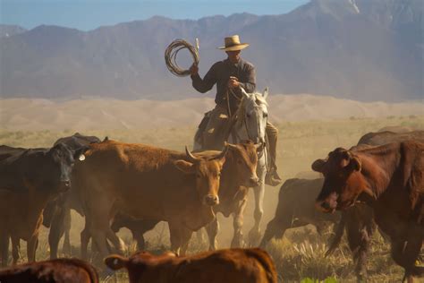 Cattle Drive Wallpaper
