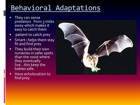 Ppt Bats Powerpoint Presentation Free Download Id 612567