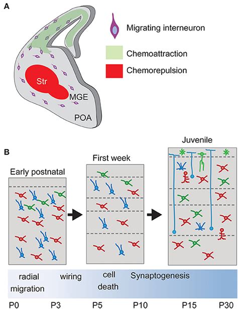 Frontiers Origin Development And Synaptogenesis Of Cortical