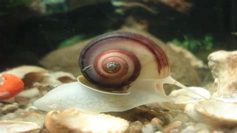 How To Keep Aquarium Snails Alive Tips And Tricks For A Healthy Tank Environment