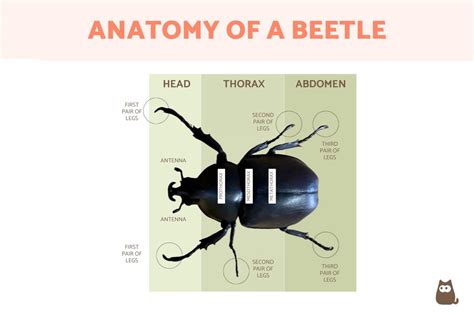 Beetle Anatomy Body Parts Of Beetles With Diagrams