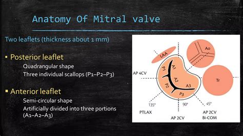 Echocardiography Of Mitral Regurgitation Pptx
