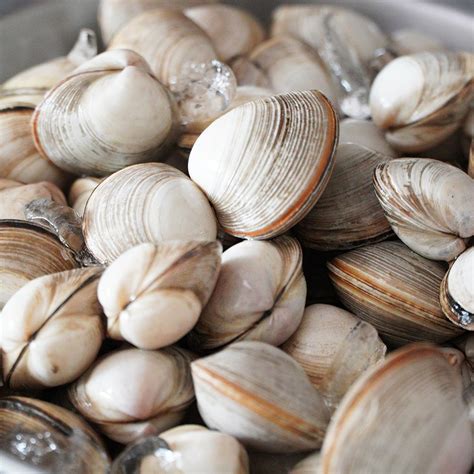 국내산 동죽 조개 1kg 홈플러스 택배배송