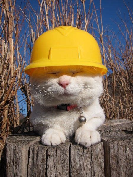 黄色いヘルメット Cute Cats Fancy Cats Cat Work