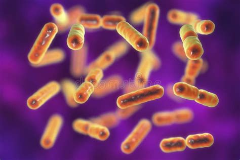 Bacteria Bacteroides Fragilis The Major Component Of Normal Microbiome