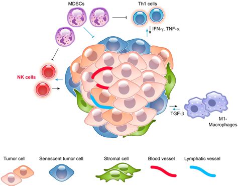 Cellular Senescence Aging Cancer And Injury Physiological Reviews