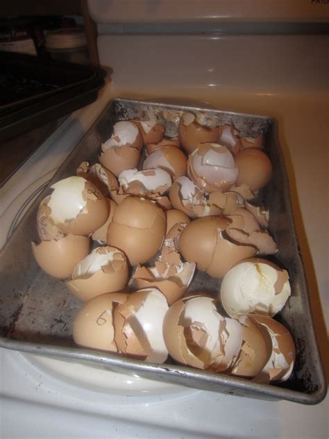Recycle Your Egg Shells Add Calcium And Minerals To Your Chickens
