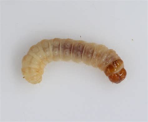 About Julias Dicymolomia Moth Maryland Biodiversity Project
