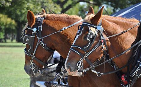 The Uses Of 6 Common Types Of Bridles And Where To Buy Them Equiniction