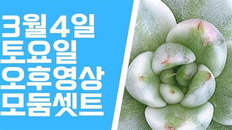 3월4일🌈오후영상입문자모둠한판금다육초보다육이시작식집사초보다육감사합니다 010 8727 6636 Youtube