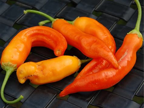 Aji Ahuachapan Chilli Seeds Aji Ahuachapan Pepper Seeds Red Dragon