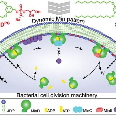 Schematic Representation Of The Synchronization Of Interactions Between Download Scientific