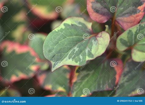 Fish Mint Stock Image Image Of Cordata Fish Leaf 290241753