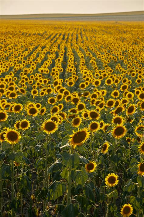 4k 자연 검은 색과 노란색 경치 계절 골든 아워 공중 자연 광대 한 들판 그림 같은 꽃 끝없는 필드 노란