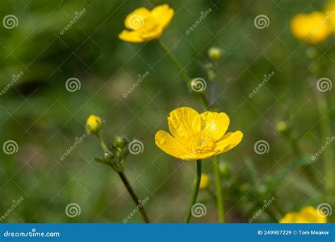 Creeping Buttercup Ranunculus Repens Flowers Stock Image Image Of