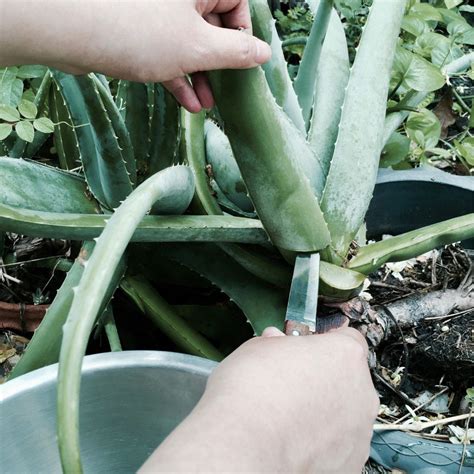 How To Do Aloe Vera Cuttings At Samuel Stapleton Blog