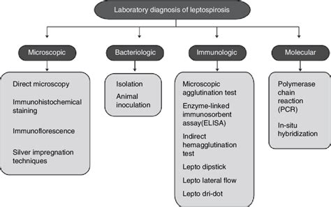 5 Laboratory Diagnostic Methods For Leptospirosis Download Scientific Diagram