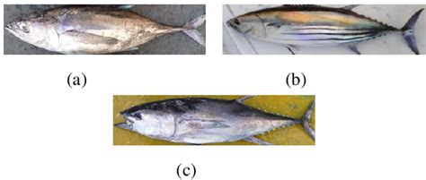 Figure 2 From Automated Region Split Algorithm With Pre Trained Cnn Model For Tuna