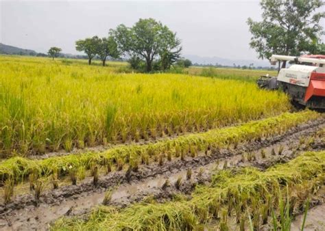 Myanmarnationalpost ကျောက်ဆည်မြို့နယ် တောင်ပလူကျေးရွာတွင် နိုင်ငံ့စီးပ