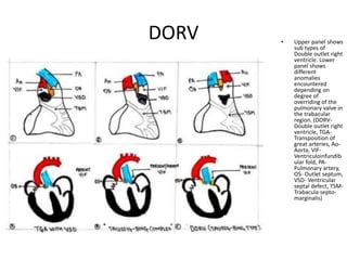 Dorv2019pptx