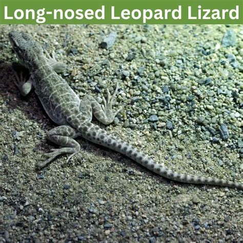 27 Slithery Lizards In Nevada