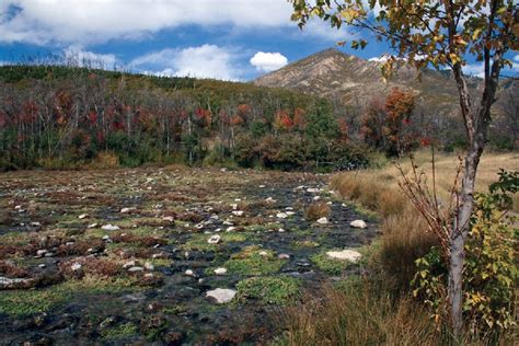 At The Upper Springs Area More Than 7 Million Gallons Of Water Seeps