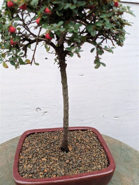 Cotoneaster Bonsai Tree Upright Style