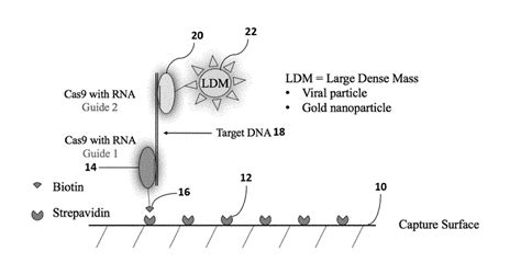 Method For Isothermal Dna Detection Using A Modified Crispr Cas System And The Apparatus For