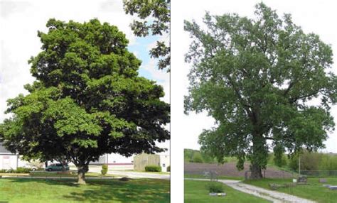 How To Draw Trees With Pencil
