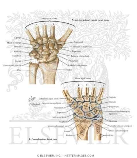 Carpal Bones And Wrist Joint