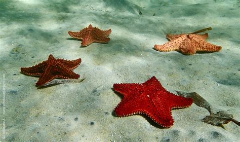 Starfish Identification Guide Snorkeling Report