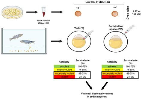 Evaluating The In Vivo Virulence Of Environmental Pseudomonas