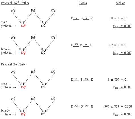 Supplement To Genetic And Quantitative Aspects Of Genealogy