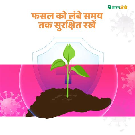 Bacillus Subtilis Biofungicide Ifc Bacillus Shield Bharatagri Krushi Dukan