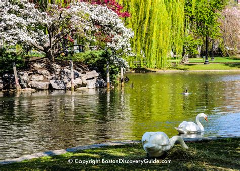 Bostons Public Garden 10 Top Attractions Boston Discovery Guide