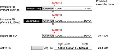 Protein Structure Of Human Factor D Fd Two Variants Have Been Download Scientific Diagram