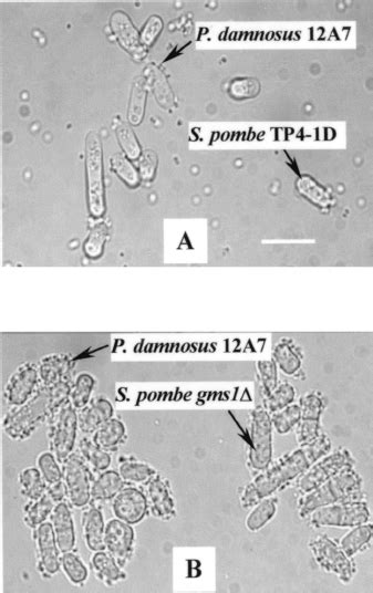Micrographs Of Coflocculation Of P Damnosus 12a7 With S Pombe Tp4 1d