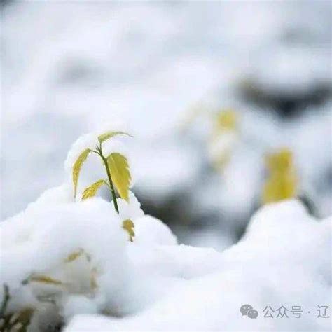 全省天气实况 丹东 降水量 地区