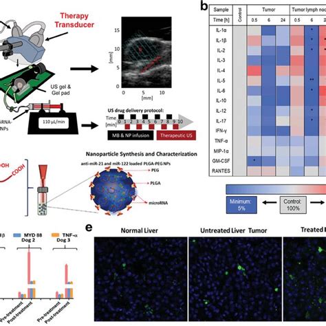 A Schematic Of Experimental Procedure B Heatmap Displaying The Download Scientific Diagram