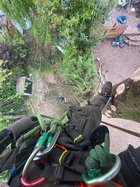 The Hidden Dangers Of Tree Surgery Why This Profession Deserves More Recognition Jack