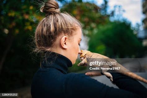 Lizard Walking Photos And Premium High Res Pictures Getty Images