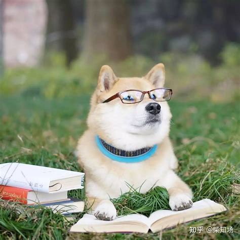 柴犬一般多少钱？从朋友手里买柴好吗？ 知乎
