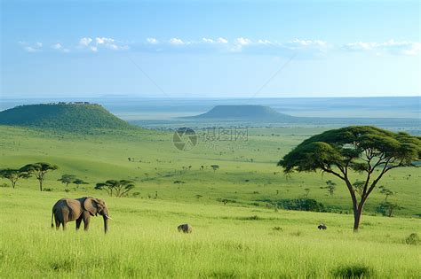非洲草原上的大象与自然美景高清图片下载 正版图片601773826 摄图网