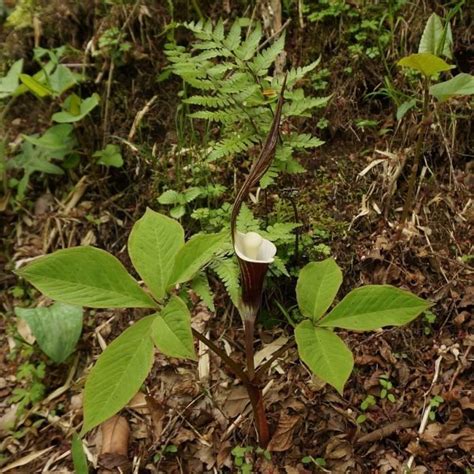 How To Plant Japanese Cobra Lily Arisaema Sikokianum Dear Plants