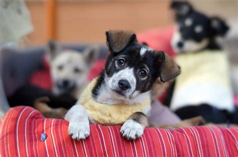 Мы ищем дом