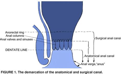 Dentate Line
