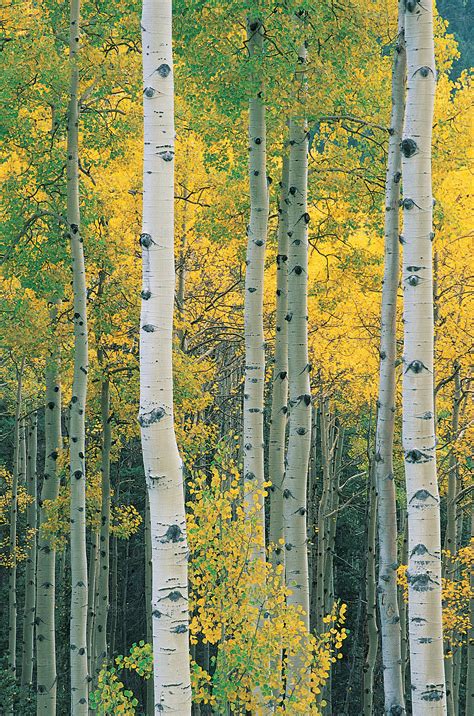 Aspen Tree Wallpapers Wallpaper Cave