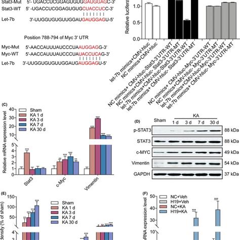 Stat3 And C‐myc Were Increased In The Astrocytes Of The Hippocampus Of